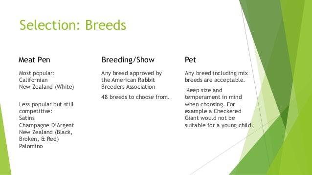 4-H Rabbit Project 101: In Depth Basics