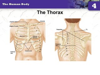 4-human-body 1 Human Body EMT guideliness to practice | PPT