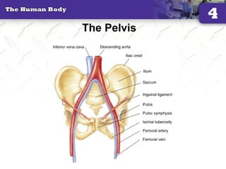 4-human-body 1 Human Body EMT guideliness to practice | PPT