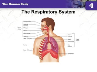 4-human-body 1 Human Body EMT guideliness to practice | PPT