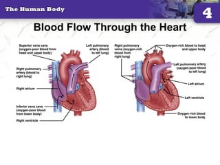 4-human-body 1 Human Body EMT guideliness to practice | PPT