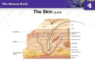 4-human-body 1 Human Body EMT guideliness to practice | PPT