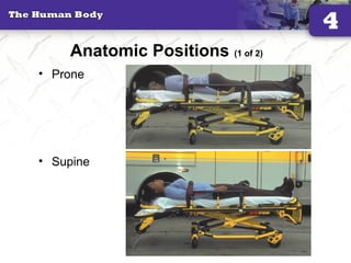 4-human-body 1 Human Body EMT guideliness to practice | PPT
