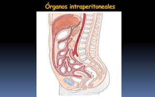 4. imagenología de abdomen clase | PPTX