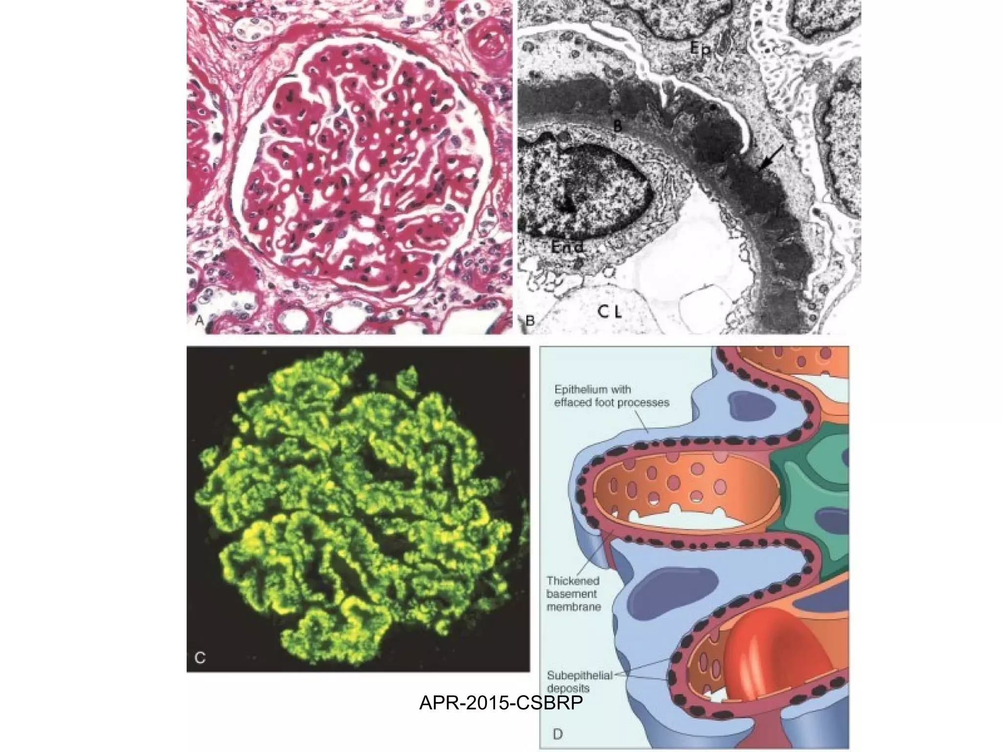 4 immunology-csbrp | PPT