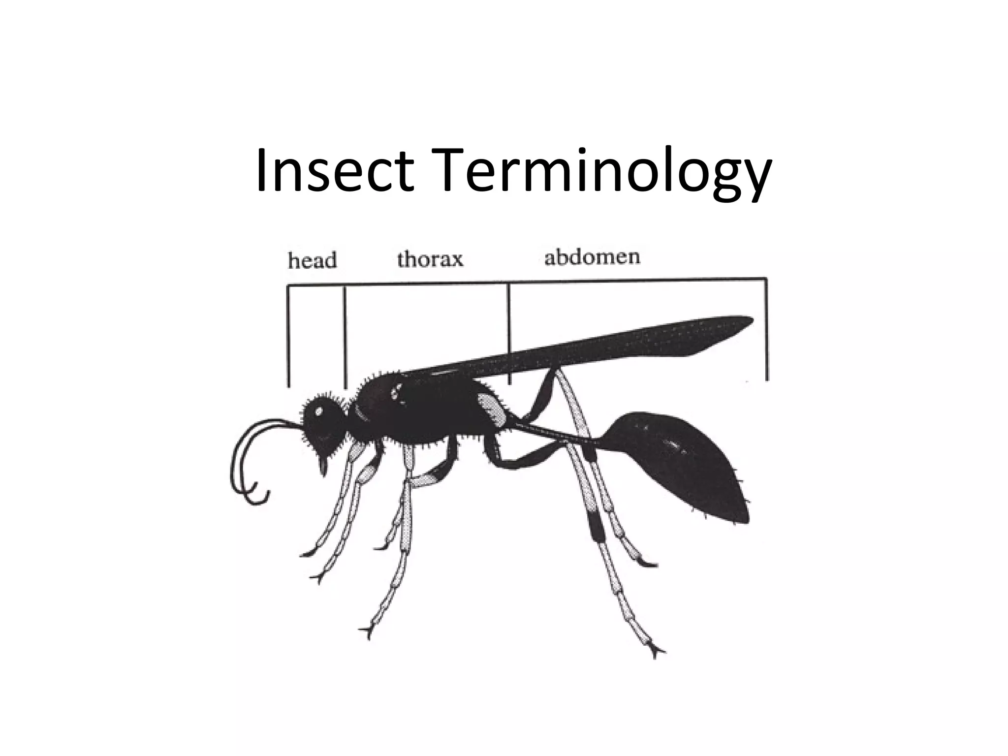 4 Insect Terminology | PPT | Biological Sciences | Science