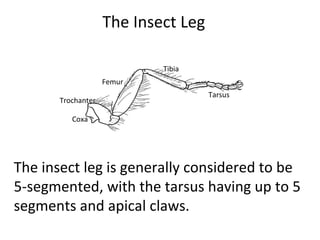 4 Insect Terminology | PPT | Biological Sciences | Science