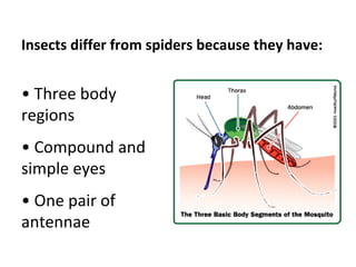 4 Insect Terminology | PPT | Biological Sciences | Science