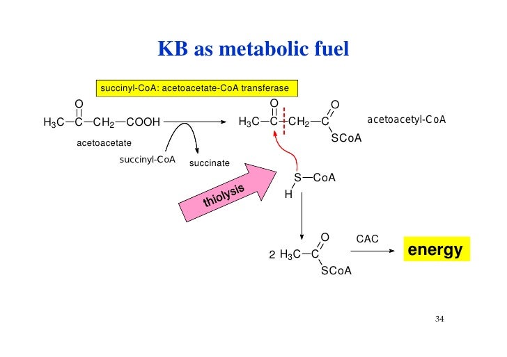 4 integration of metabolism