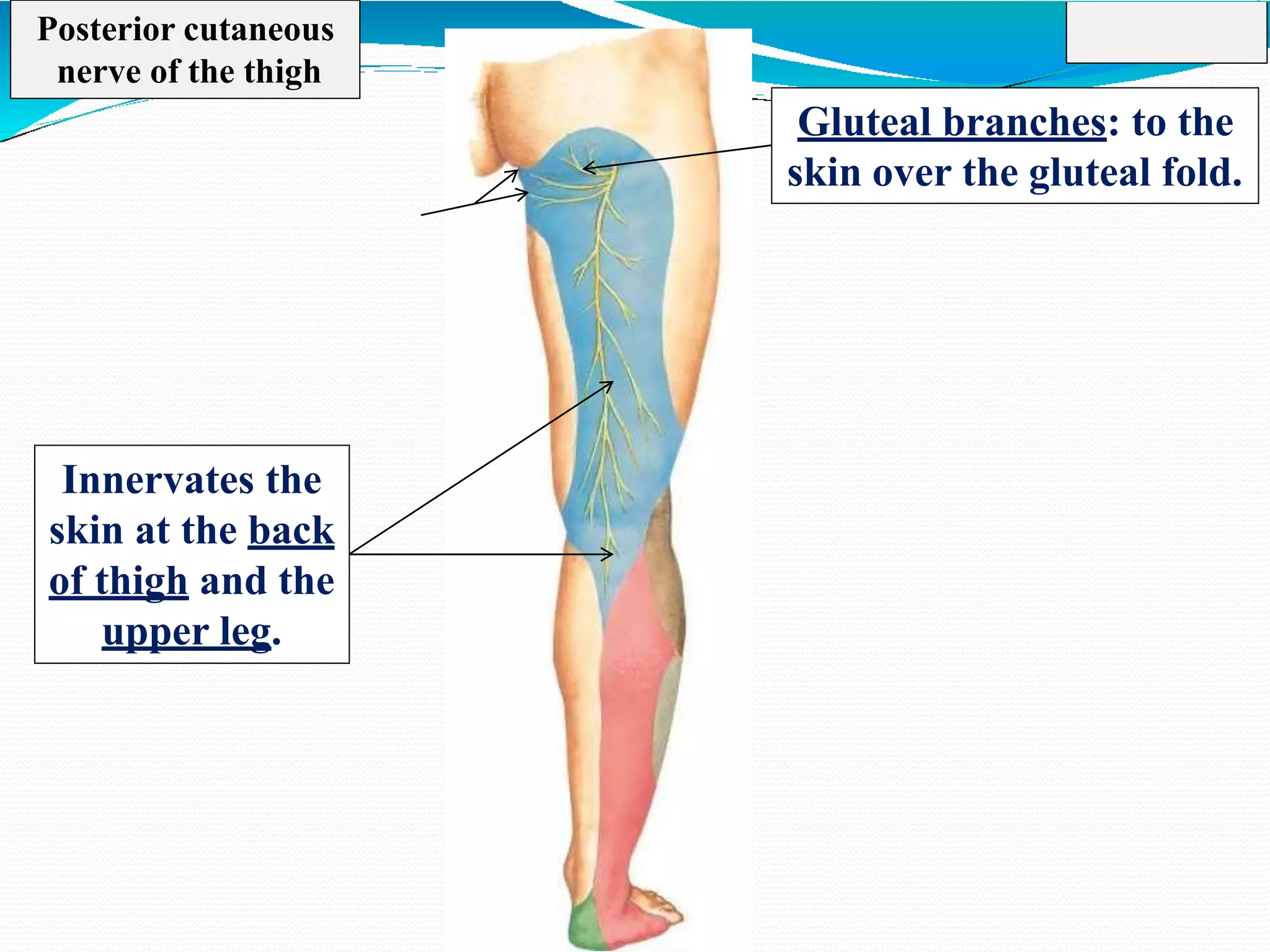 4- Lecture Posterior Comp. of thigh.pdf