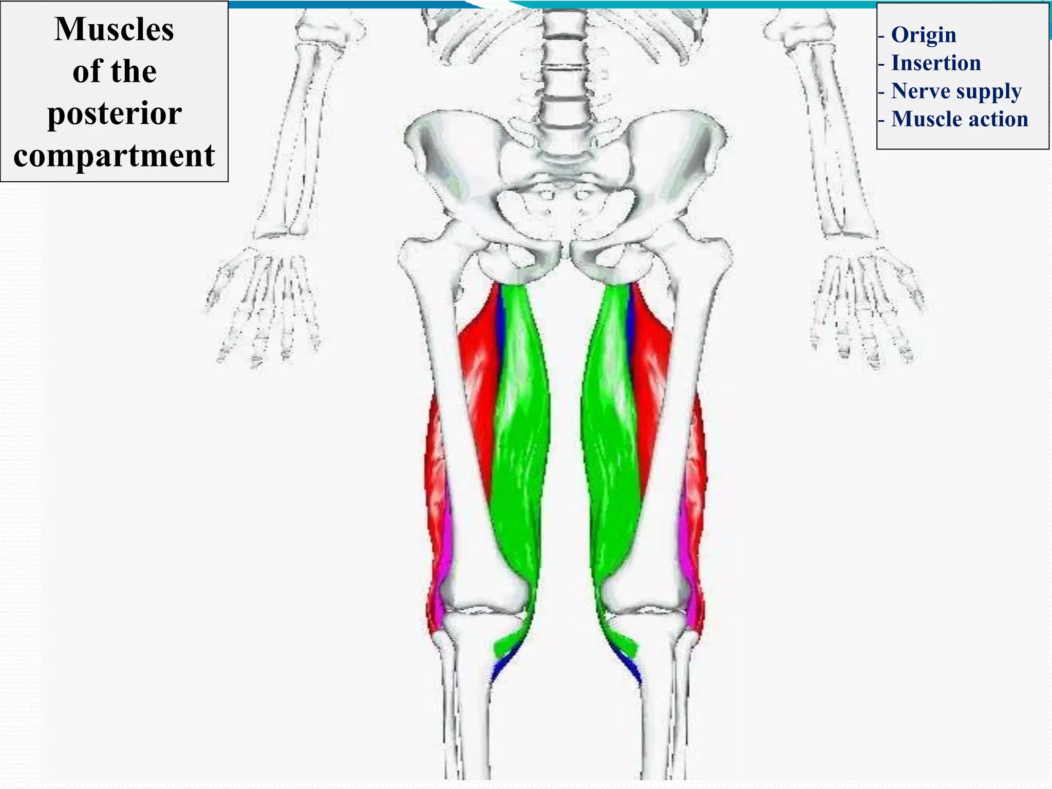 4- Lecture Posterior Comp. of thigh.pdf