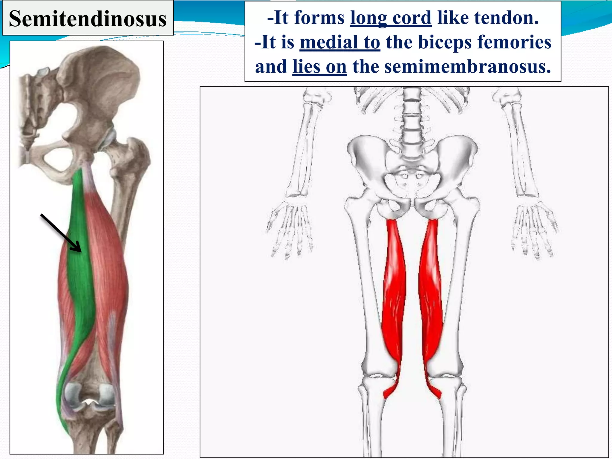 4- Lecture Posterior Comp. of thigh.pdf