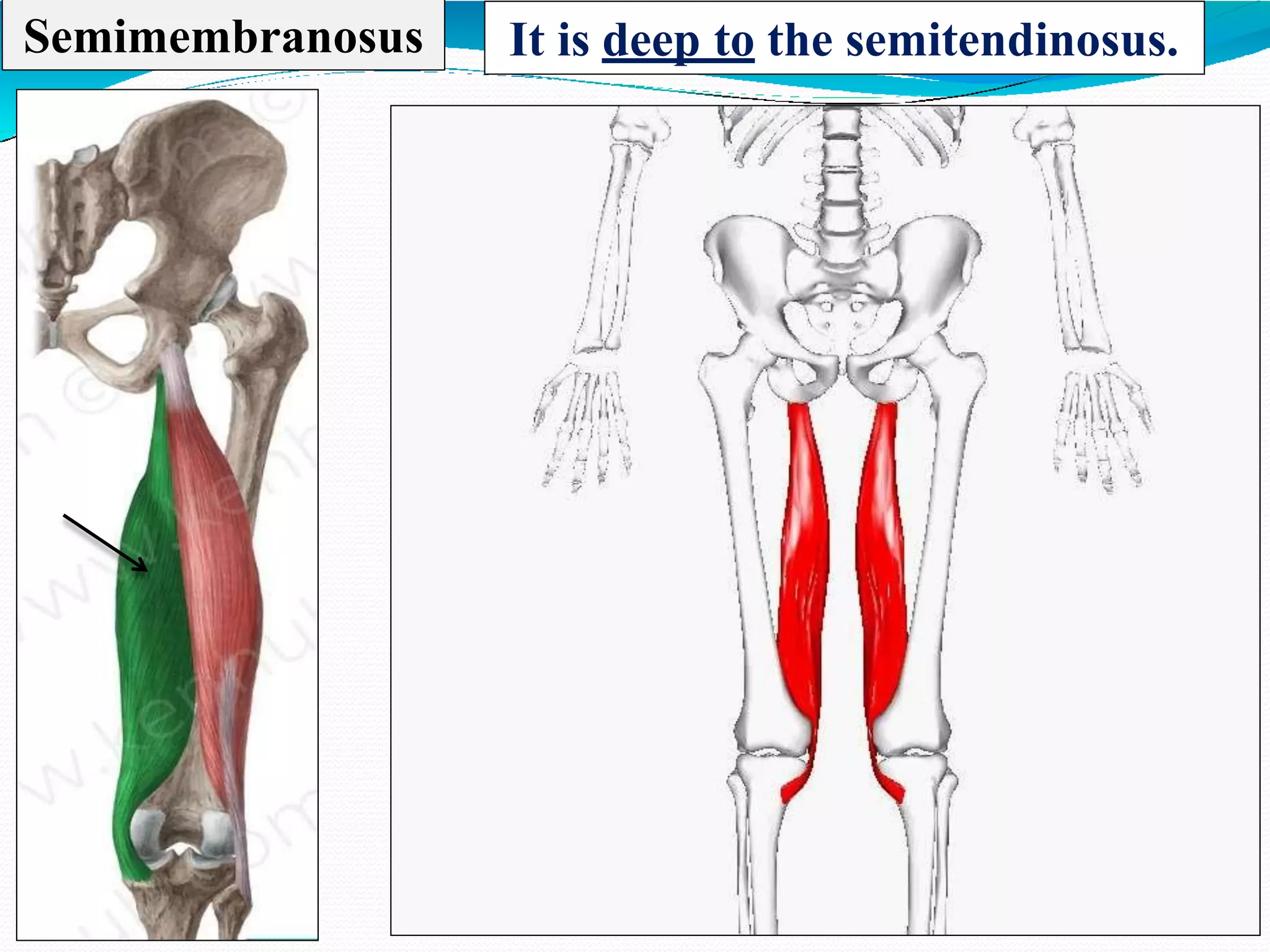 4- Lecture Posterior Comp. of thigh.pdf