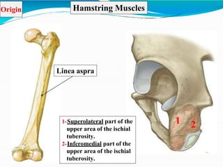 4- Lecture Posterior Comp. of thigh.pdf