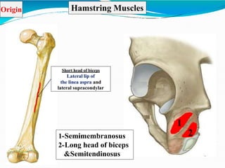 4- Lecture Posterior Comp. of thigh.pdf