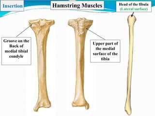 4- Lecture Posterior Comp. of thigh.pdf