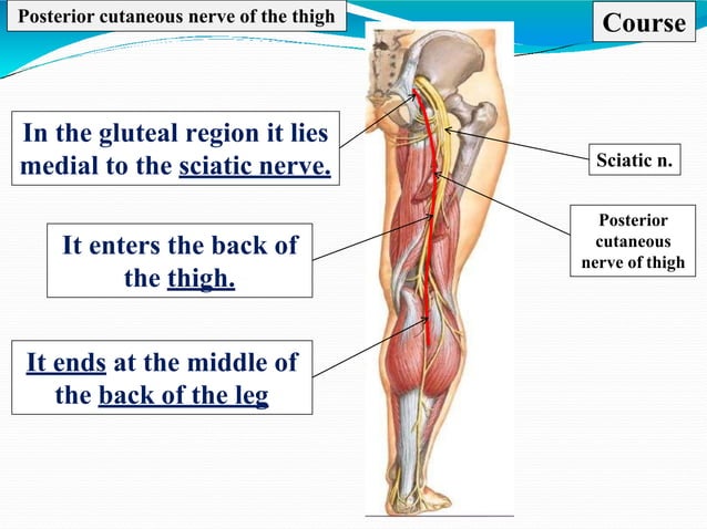 4- Lecture Posterior Comp. of thigh.pdf