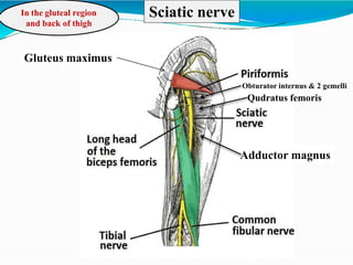4- Lecture Posterior Comp. of thigh.pdf