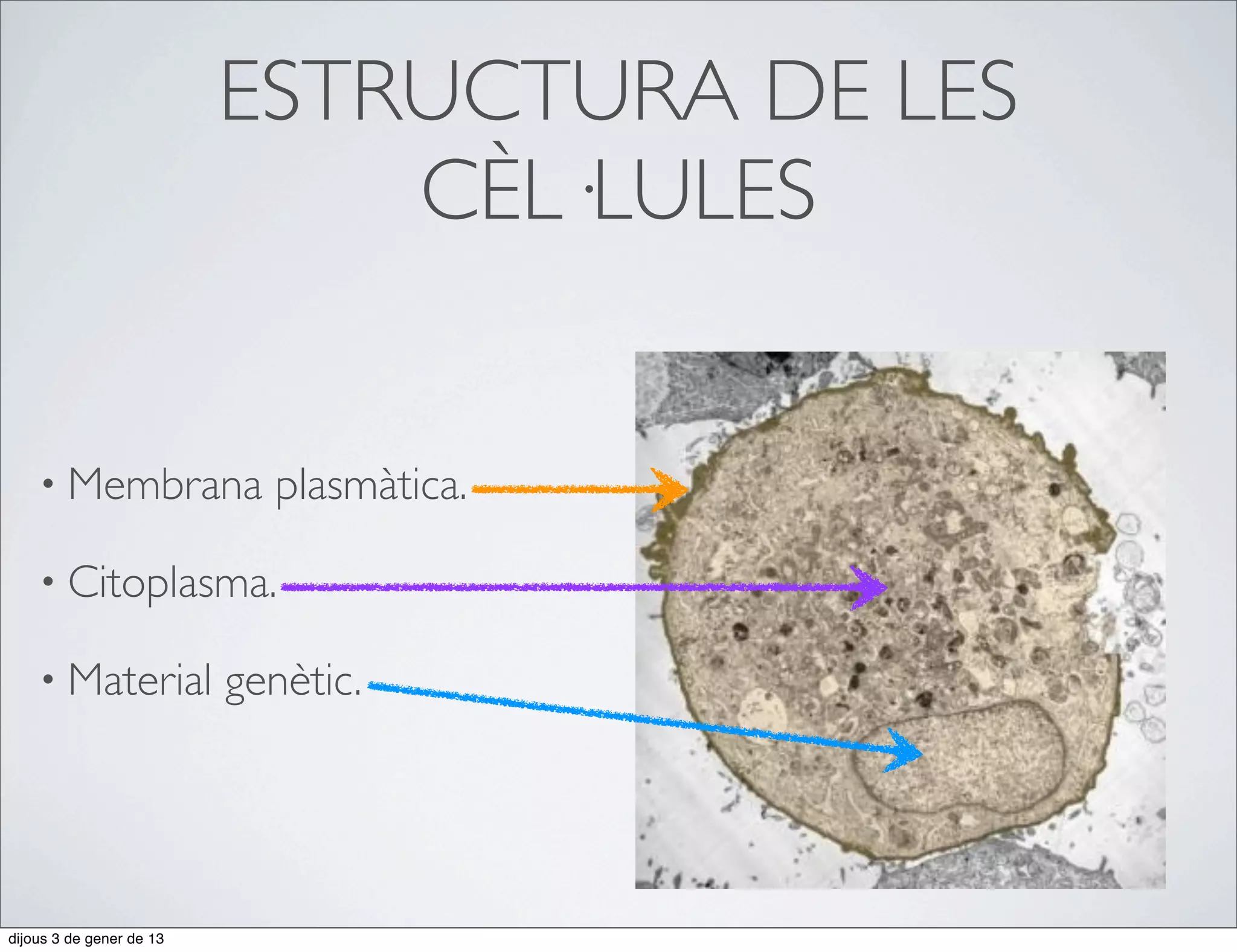 31. L’estructura de les cèl·lules | PDF