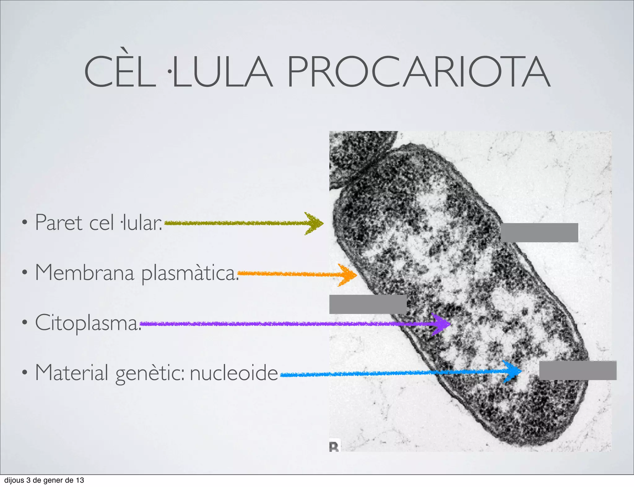 31. L’estructura de les cèl·lules | PDF