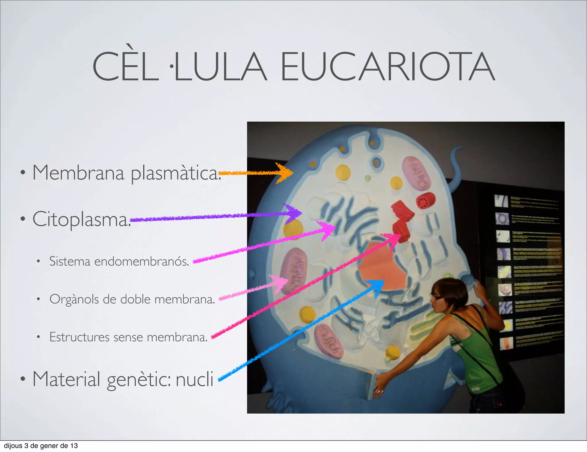 31. L’estructura de les cèl·lules | PDF