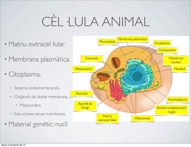 31. L’estructura de les cèl·lules | PPT