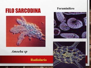 4 los protozoarios | PPT