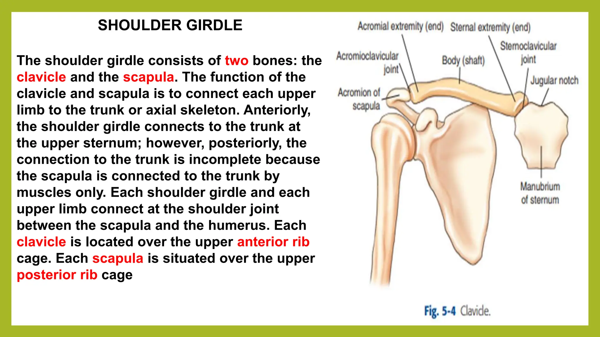 (4-M) 301 - A Shoulder to Clavicle.pptx