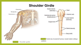 (4-M) 301 - A Shoulder to Clavicle.pptx