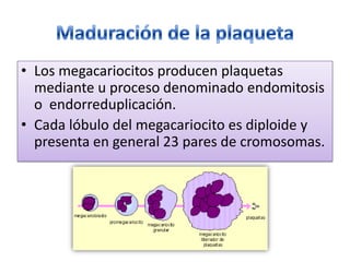 maduración de la serie megacariocítica | PPTX