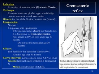 4- Male Pelvic Organs POWER POINT PRESENTATION | PPT
