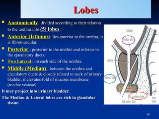 4- Male Pelvic Organs POWER POINT PRESENTATION | PPT