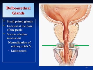 4- Male Pelvic Organs POWER POINT PRESENTATION | PPT