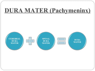 Meninges,dural venous sinuses by DR.TATHEER (part 1) | PPT