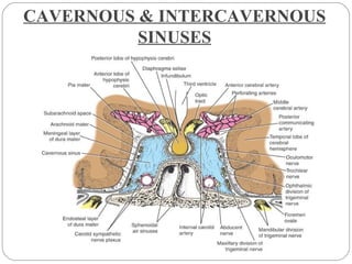 Meninges, dural venous sinuses by DR TATHEER (part-2) | PPT