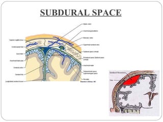 Meninges, dural venous sinuses by DR TATHEER (part-2) | PPT | Free Download