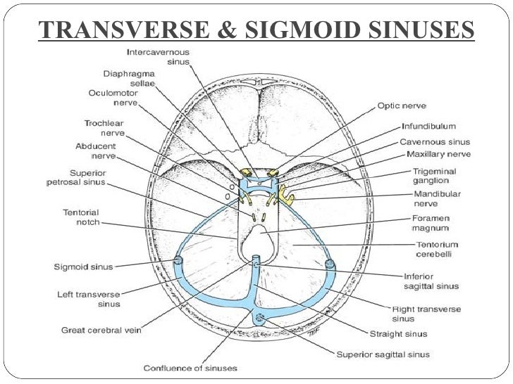 Meninges, dural venous sinuses by DR TATHEER (part-2)