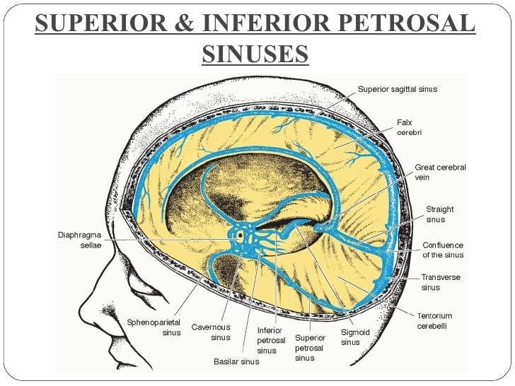 Meninges, dural venous sinuses by DR TATHEER (part-2)