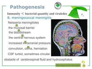 4 Meningococcal Meningitis | PPT