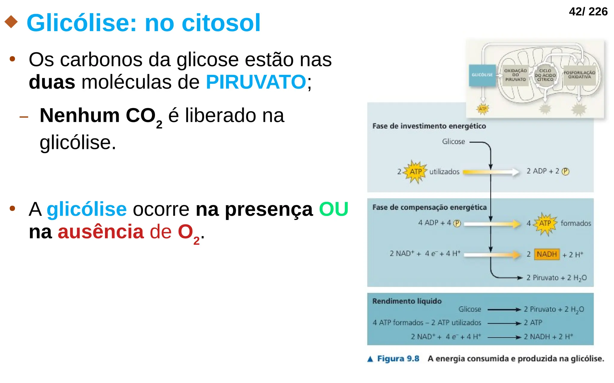 Metabolismo Celular, Respiração Celular aeróbia e anaeróbia.pdf
