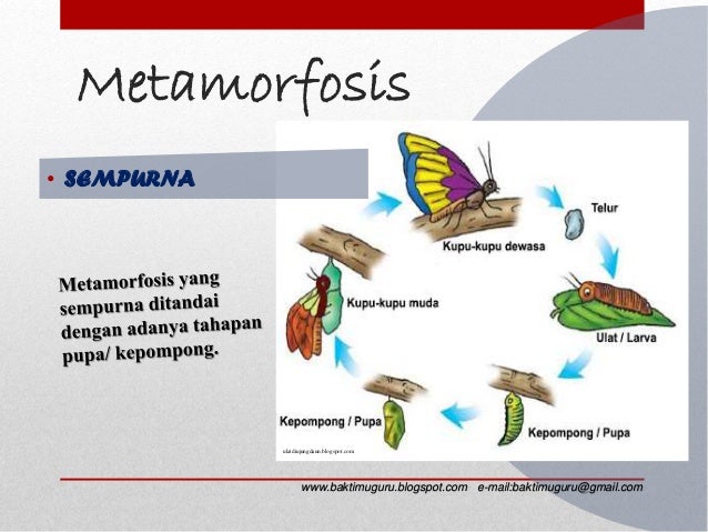 4 metamorposis