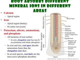 4 mineral nutrition | PPT