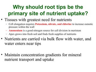 4 mineral nutrition | PPT