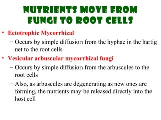 4 mineral nutrition | PPT