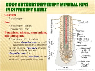 4 mineral nutrition by dilip kumar chandra | PPT