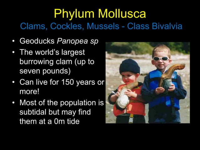 4. molluscs clams and octopus | PPT