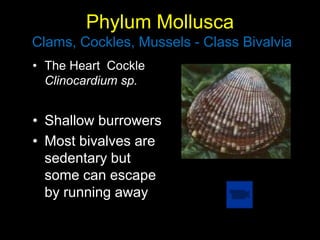 Phylum Mollusca Mussels