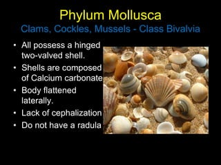Phylum Mollusca Clam