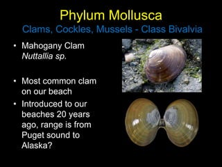 Phylum Mollusca Clam