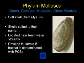 Phylum Mollusca Clam